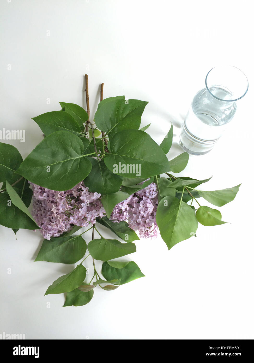 Beautiful lilac flowers in vase hi-res stock photography and images - Alamy
