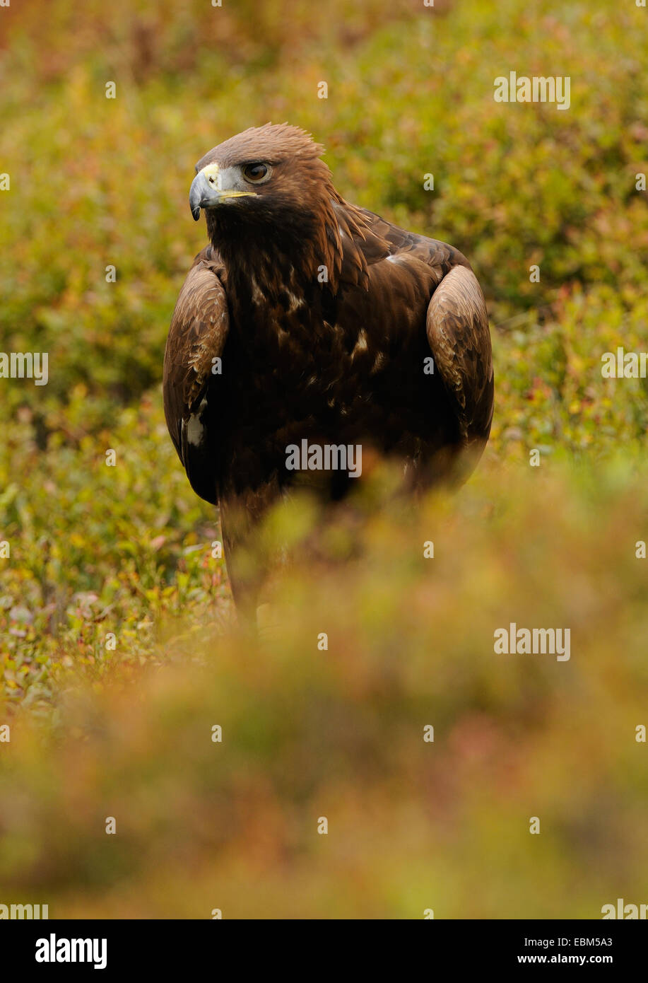 Golden Eagle, in the middle of autumn colored vegetation showing off ...