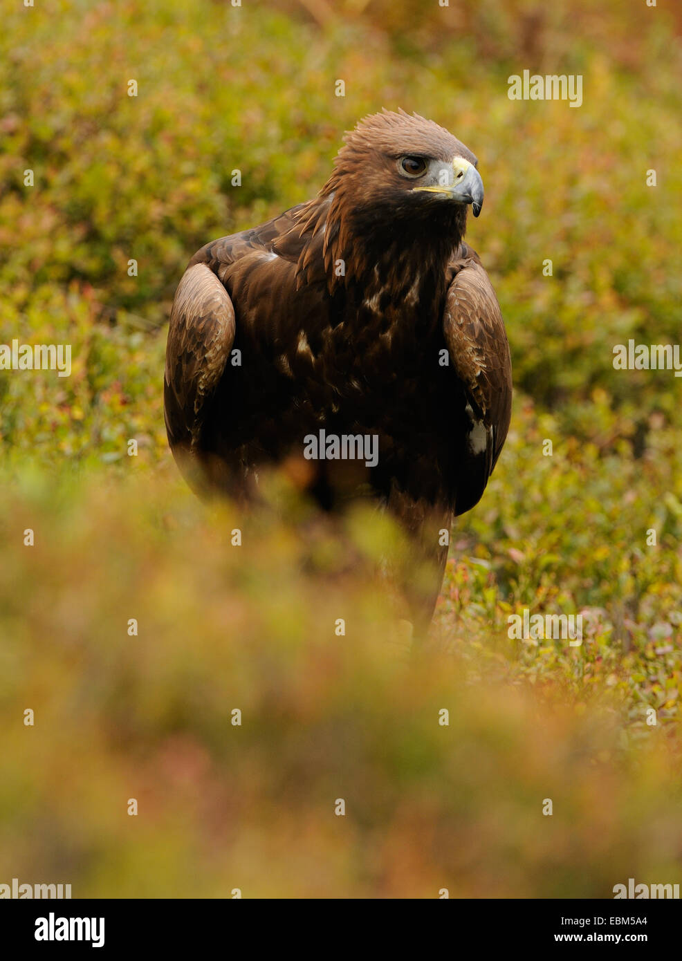 Golden Eagle, in the middle of autumn colored vegetation showing off ...