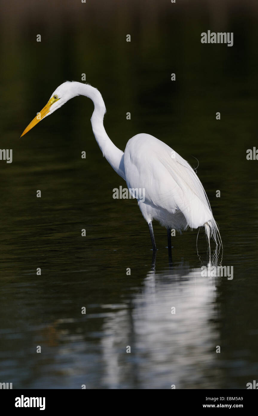 Great White Egret sticking his neck out in front of bushes in the ...