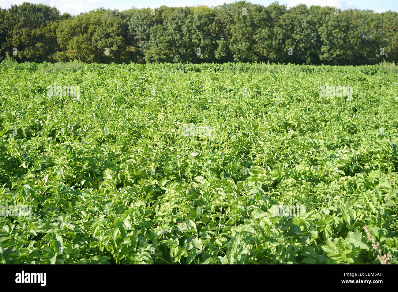 Parsnip crop, Newbourne, Suffolk, UK Stock Photo - Alamy