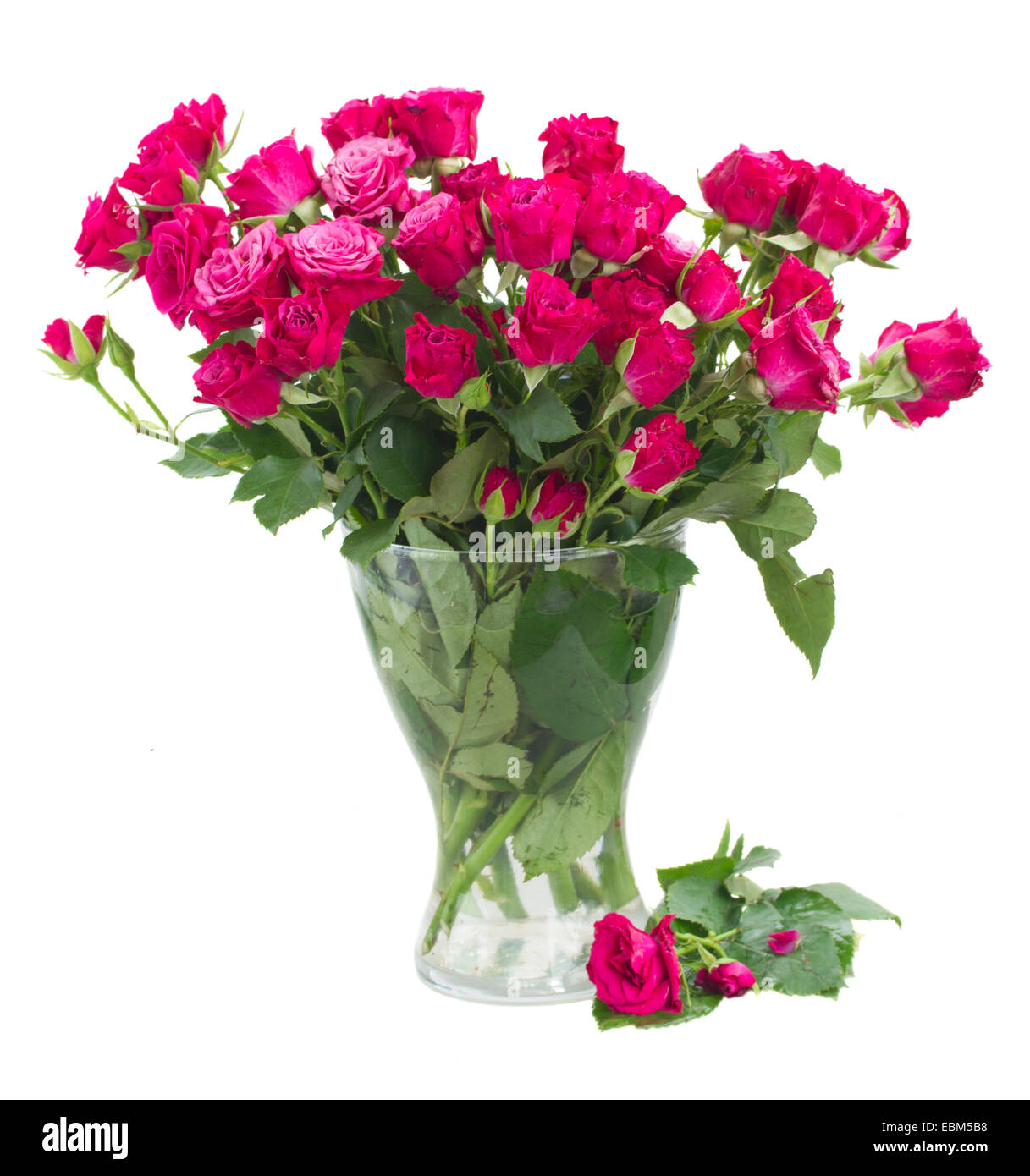 bunch of fresh mauve roses Stock Photo - Alamy