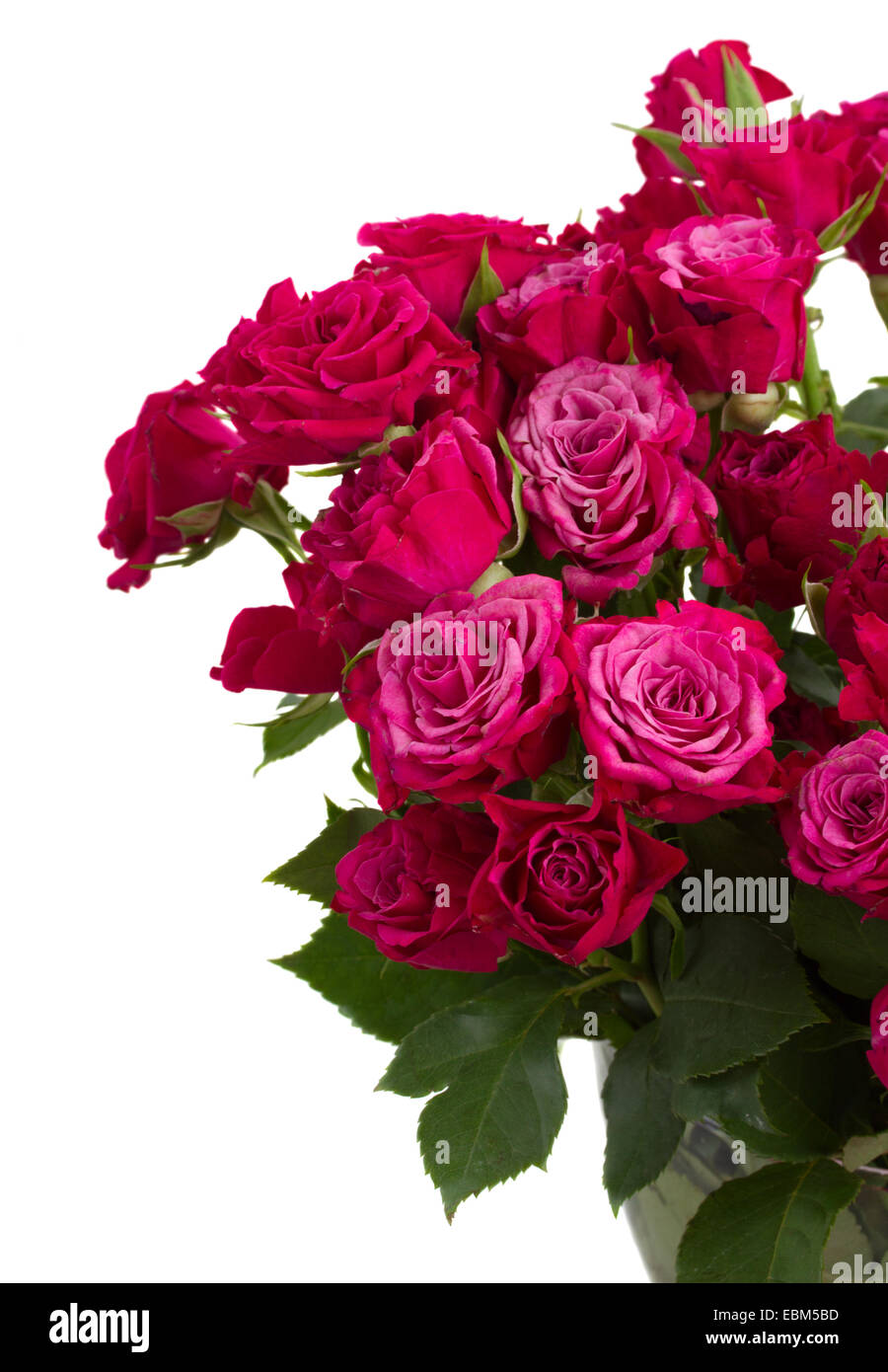 bunch of fresh mauve roses Stock Photo - Alamy
