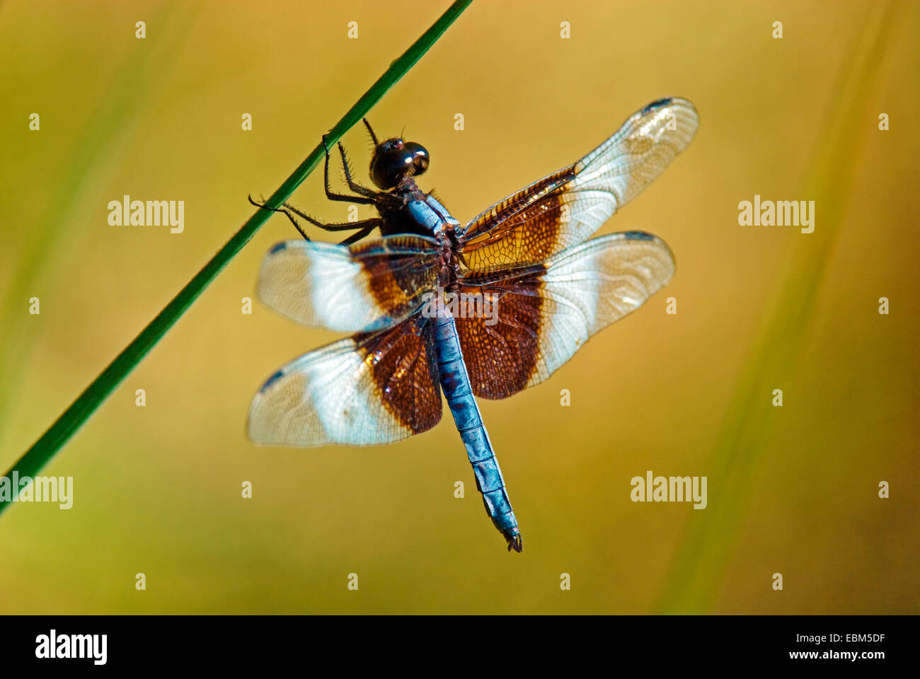 Brown dragonfly hi-res stock photography and images - Alamy