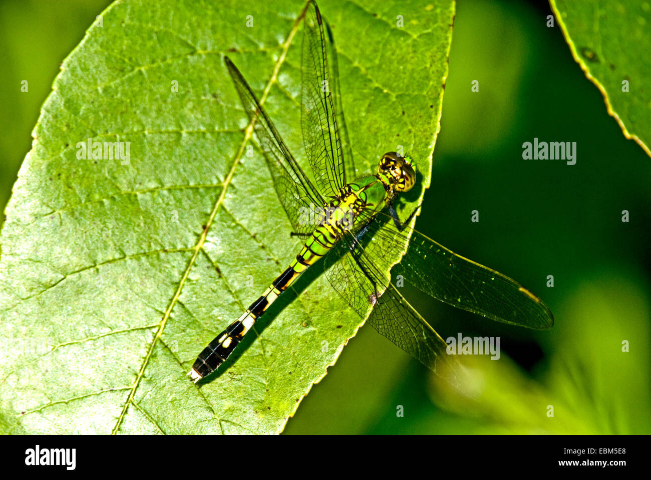 Resting green, yellow and black dragonfly on a leaf near the Patoka ...