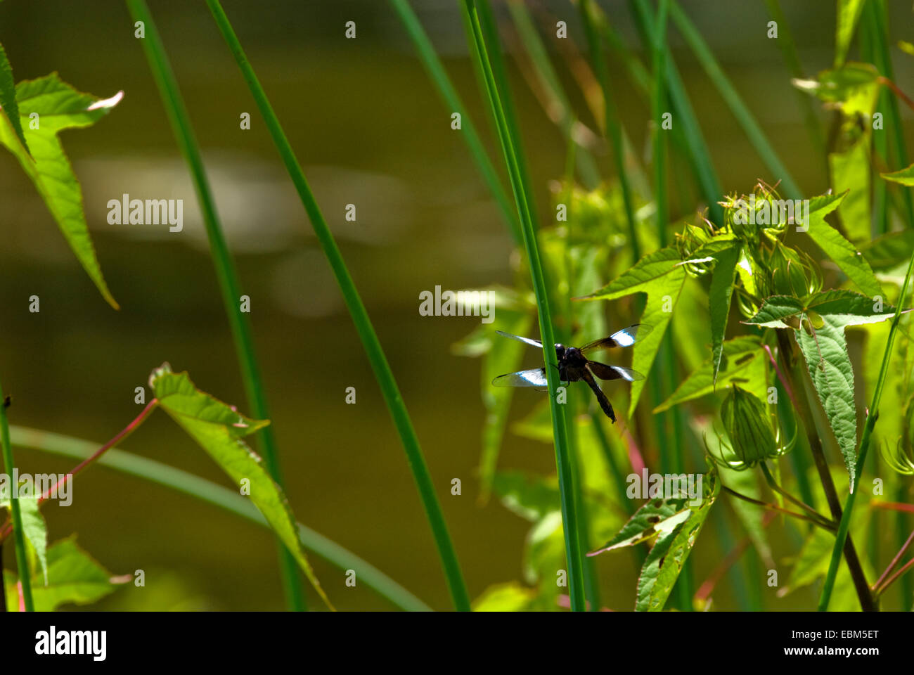 Resting dragonfly on wetland grasses at Griffy Lake, Monroe County ...
