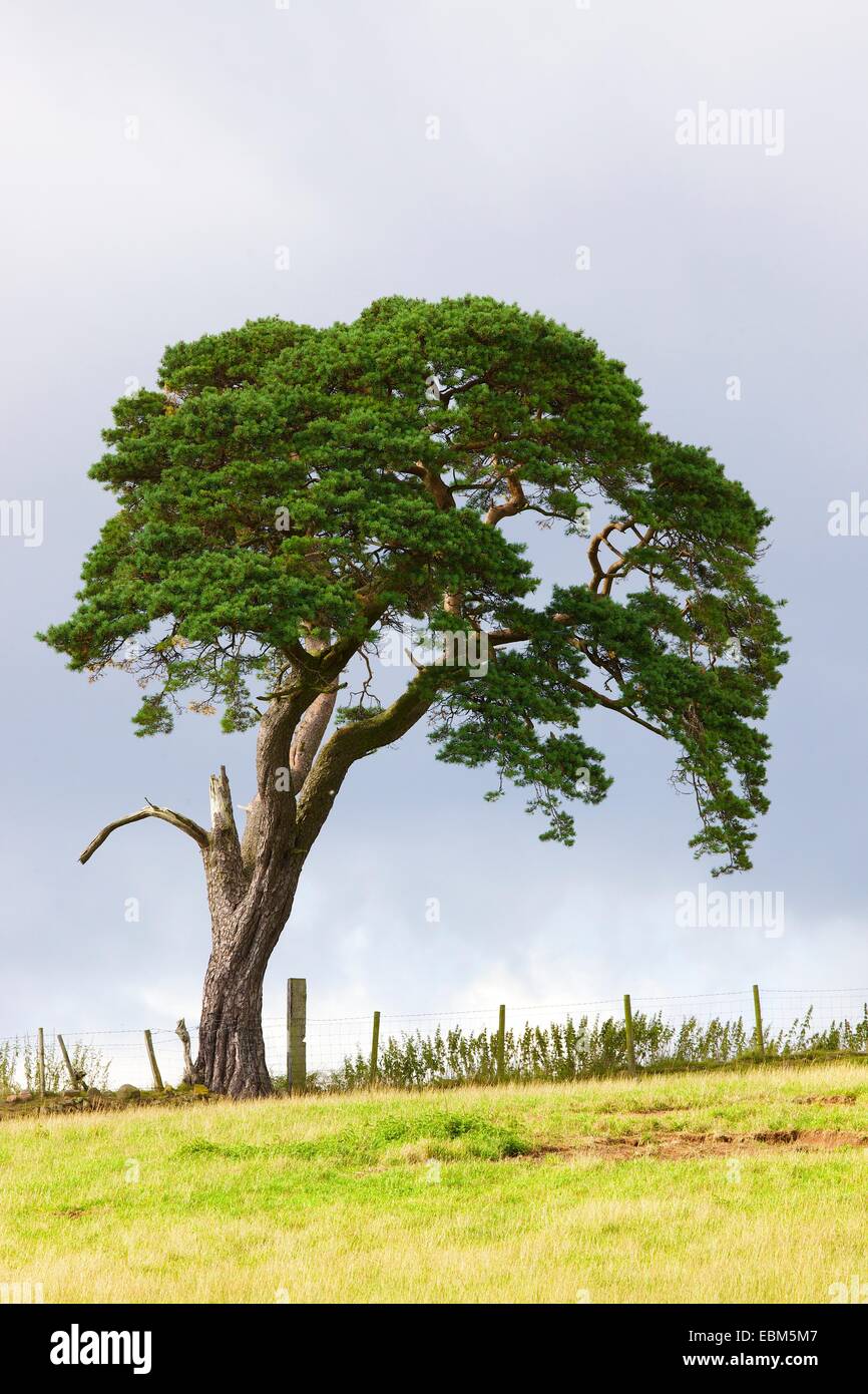 Scots pine tree hi-res stock photography and images - Alamy