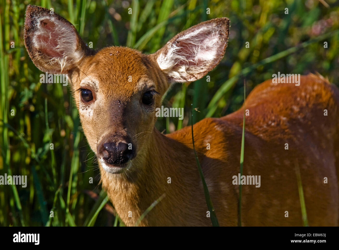 Deer ears hi-res stock photography and images - Alamy