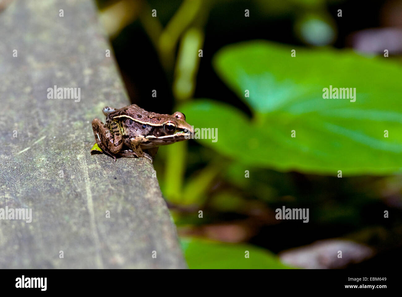 Small Young Marsh Frog High Resolution Stock Photography and Images - Alamy