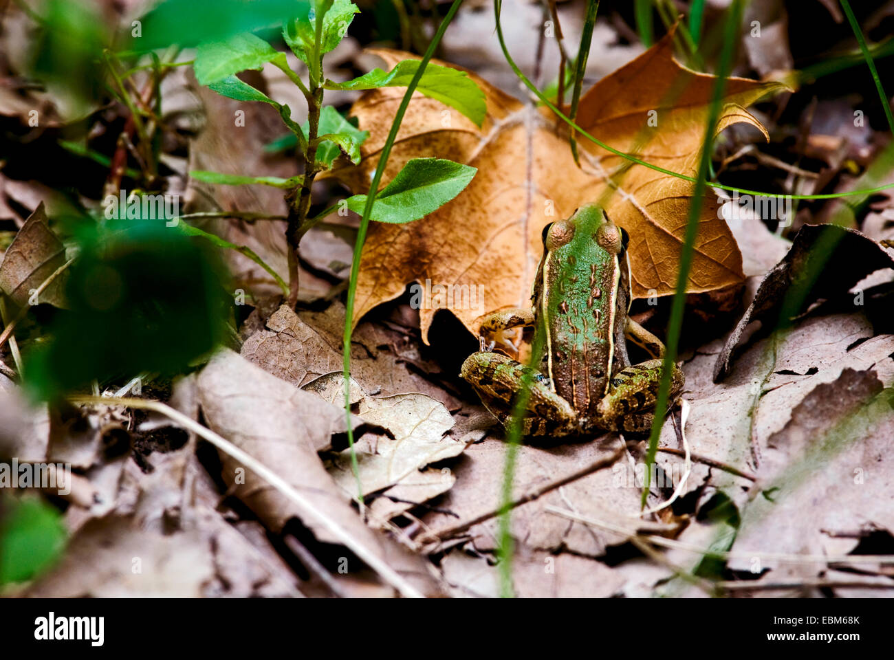 Young frog hi-res stock photography and images - Alamy