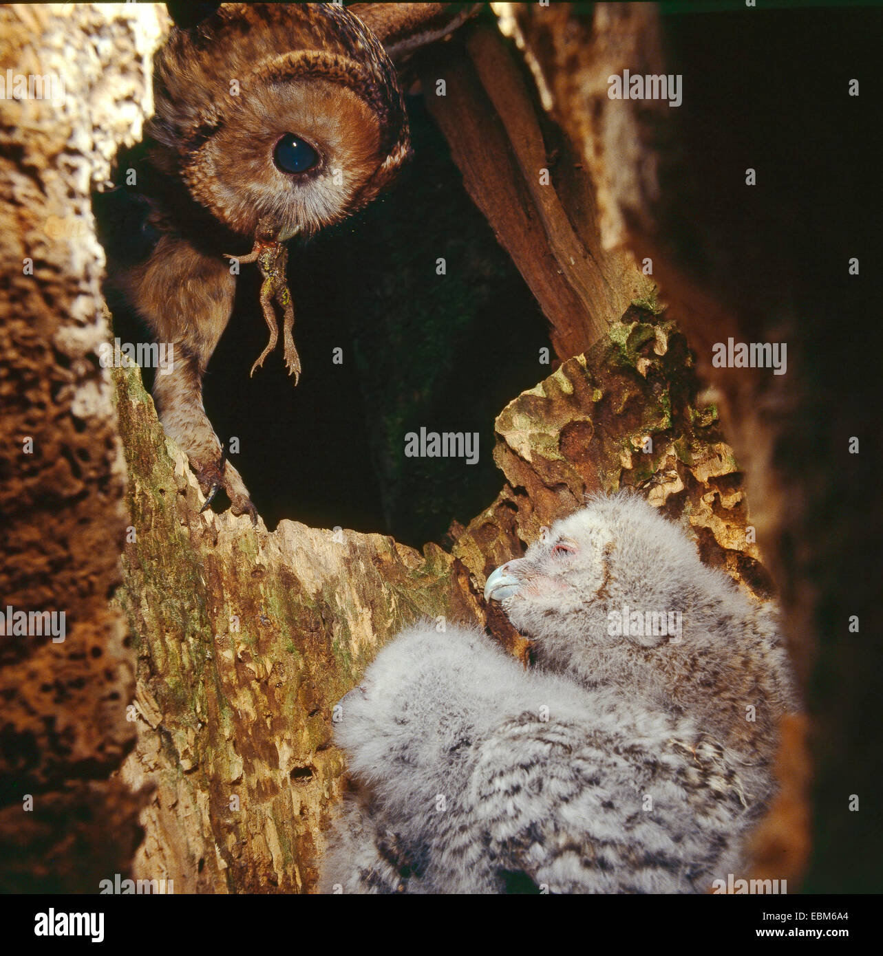 Tawny Owl (Strix aluco) Enter inside the nest, with a Green Frog as ...