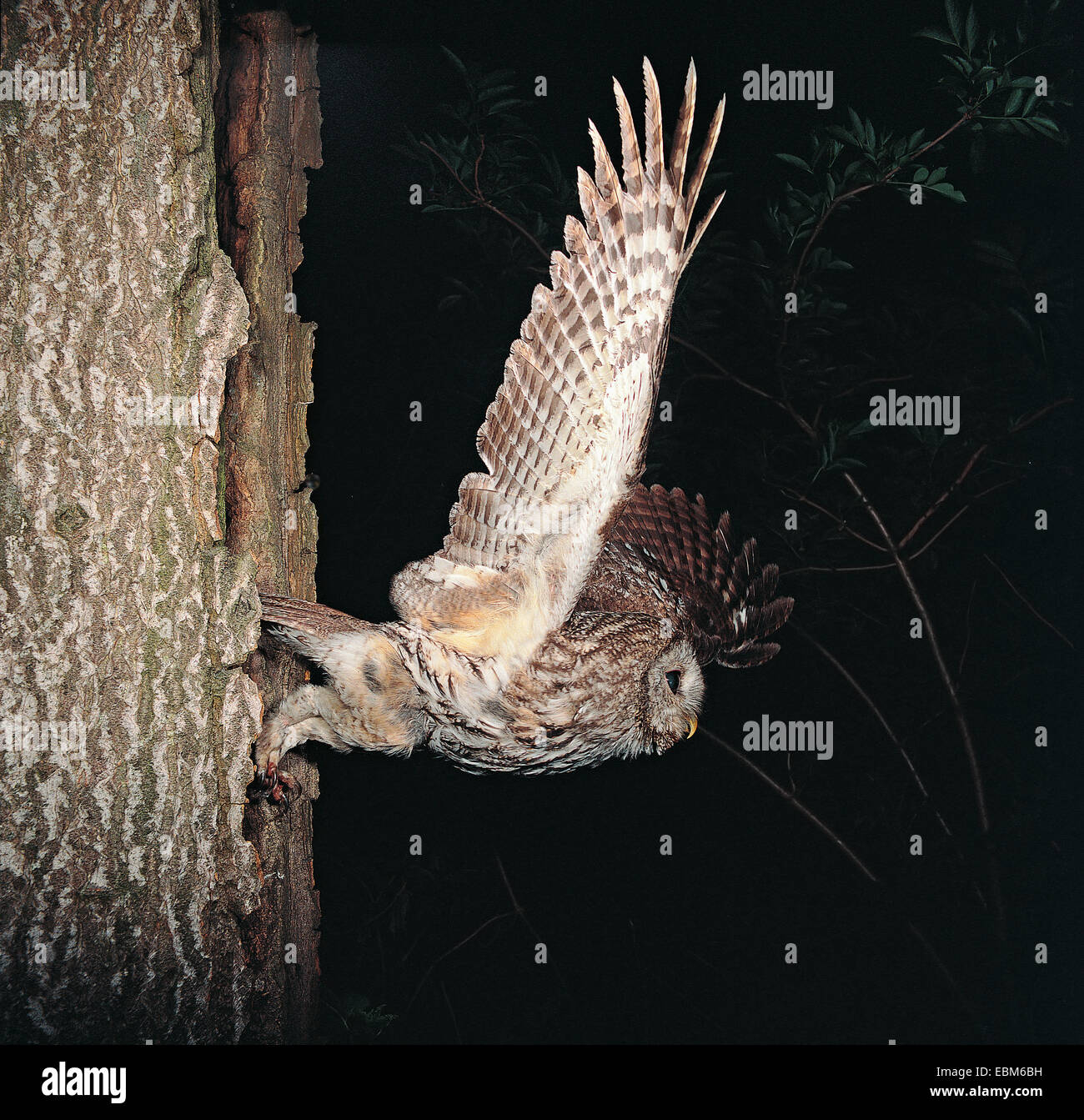 Tawny owl flying hi-res stock photography and images - Alamy