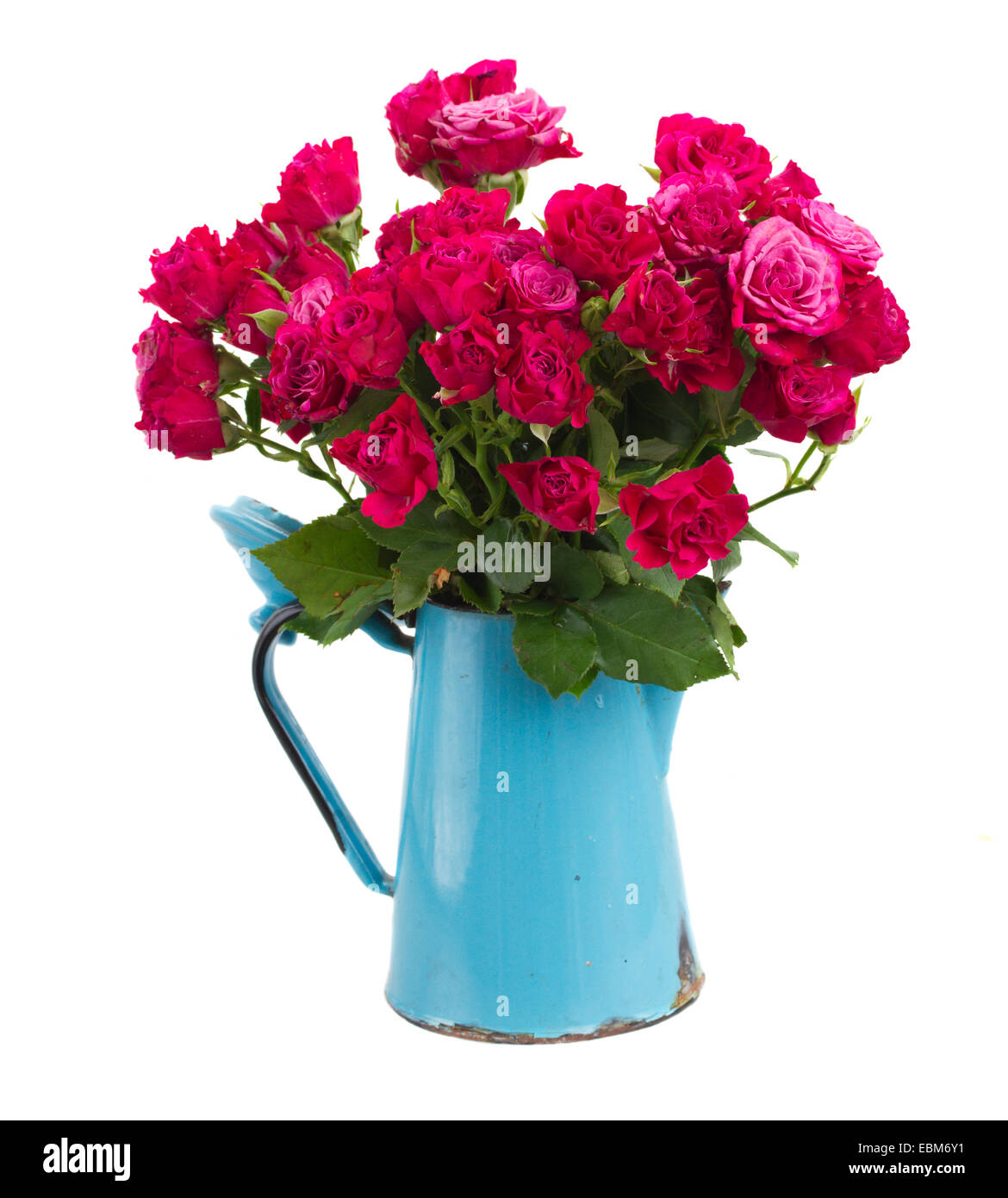 Mauve color roses Cut Out Stock Images & Pictures - Alamy