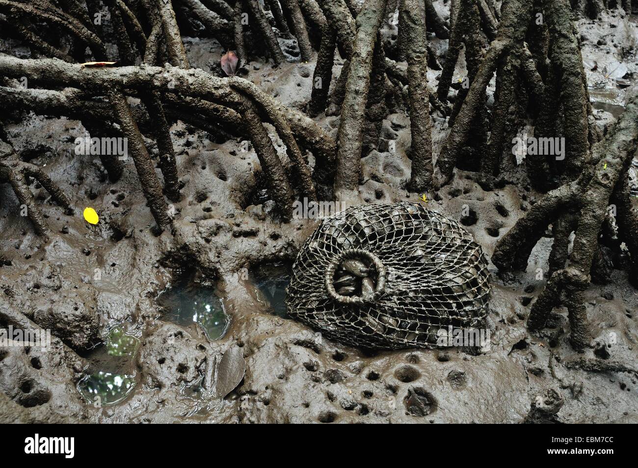 Black shells - Mangroves in PUERTO PIZARRO . Department of Tumbes .PERU ...