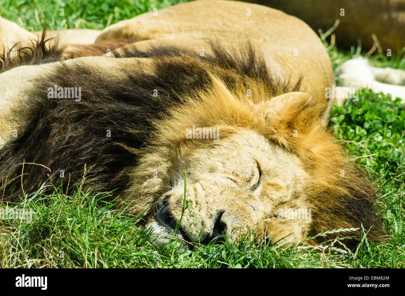 Lion sleeping zoo hi-res stock photography and images - Alamy