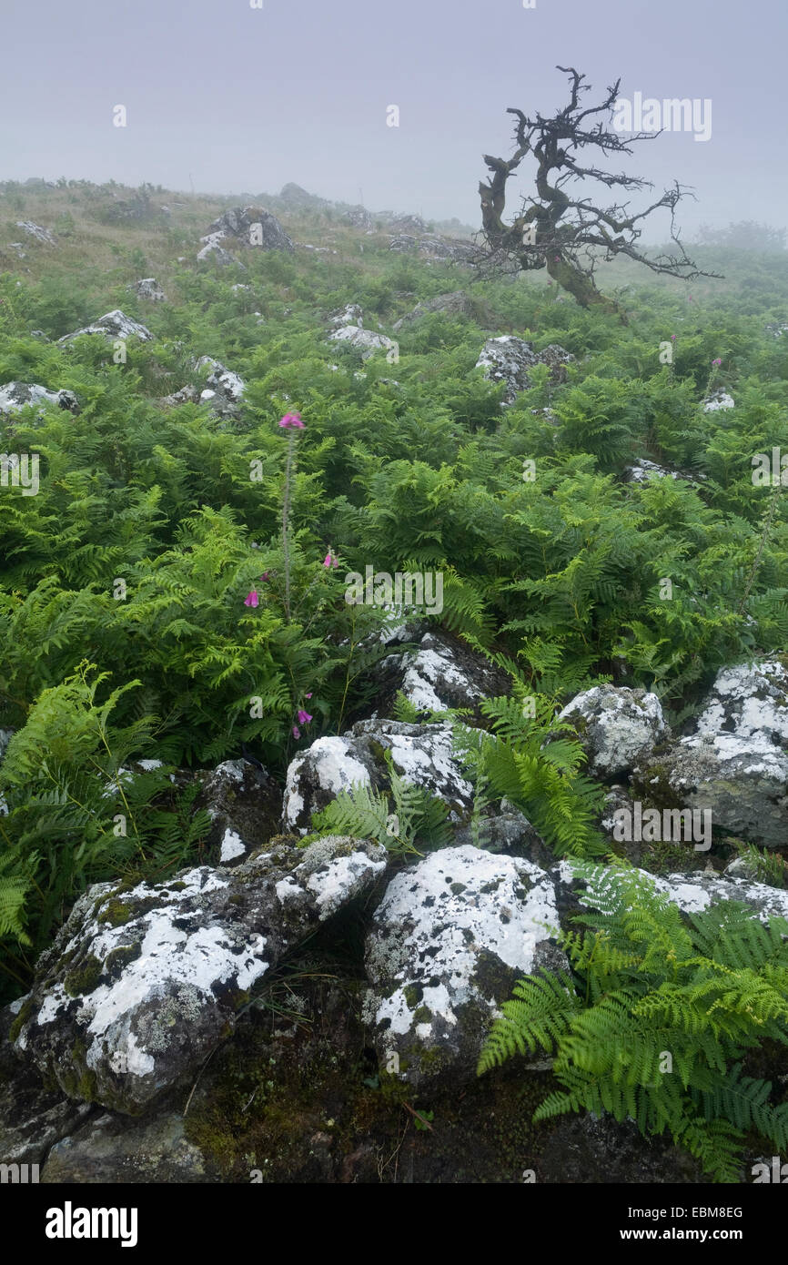 A dead common hawthorn, Crataegus monogyna, and foxgloves are ...