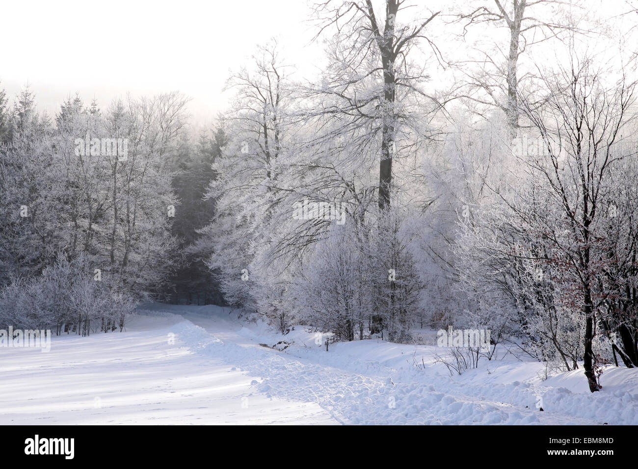 Hesse forest hi-res stock photography and images - Alamy