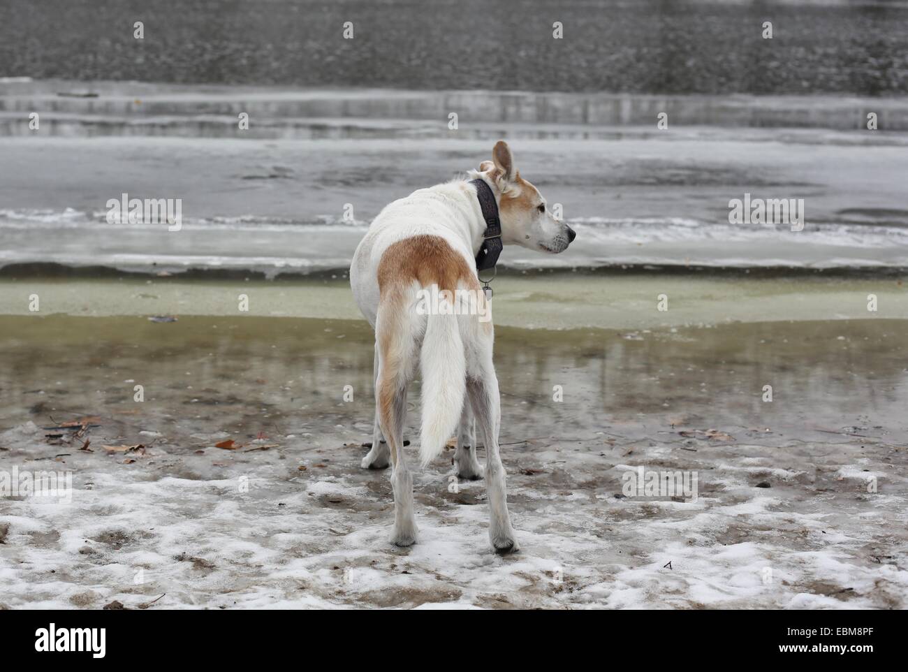 Icy dog hi-res stock photography and images - Alamy