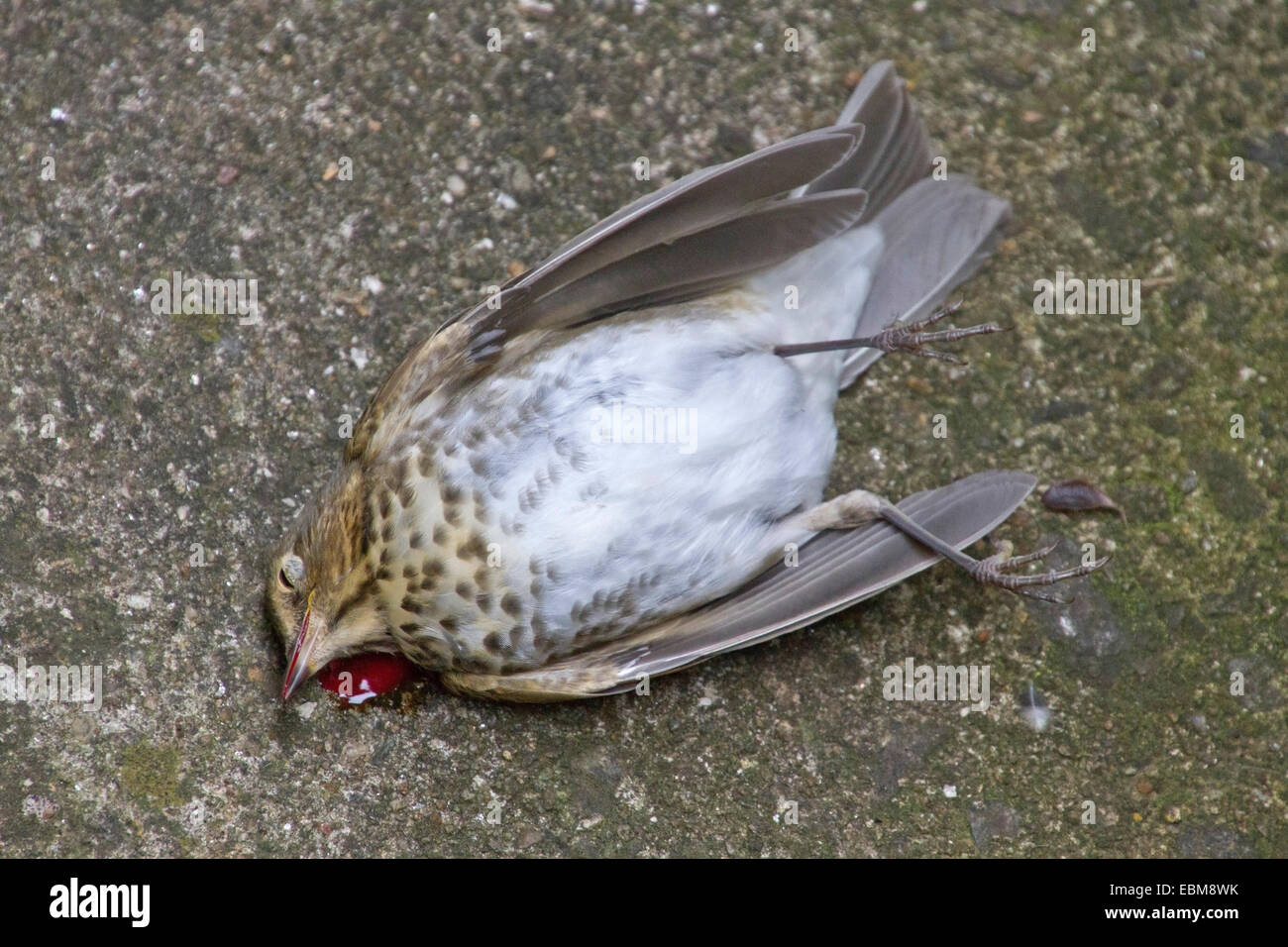 Dead bird dead bird High Resolution Stock Photography and Images - Alamy