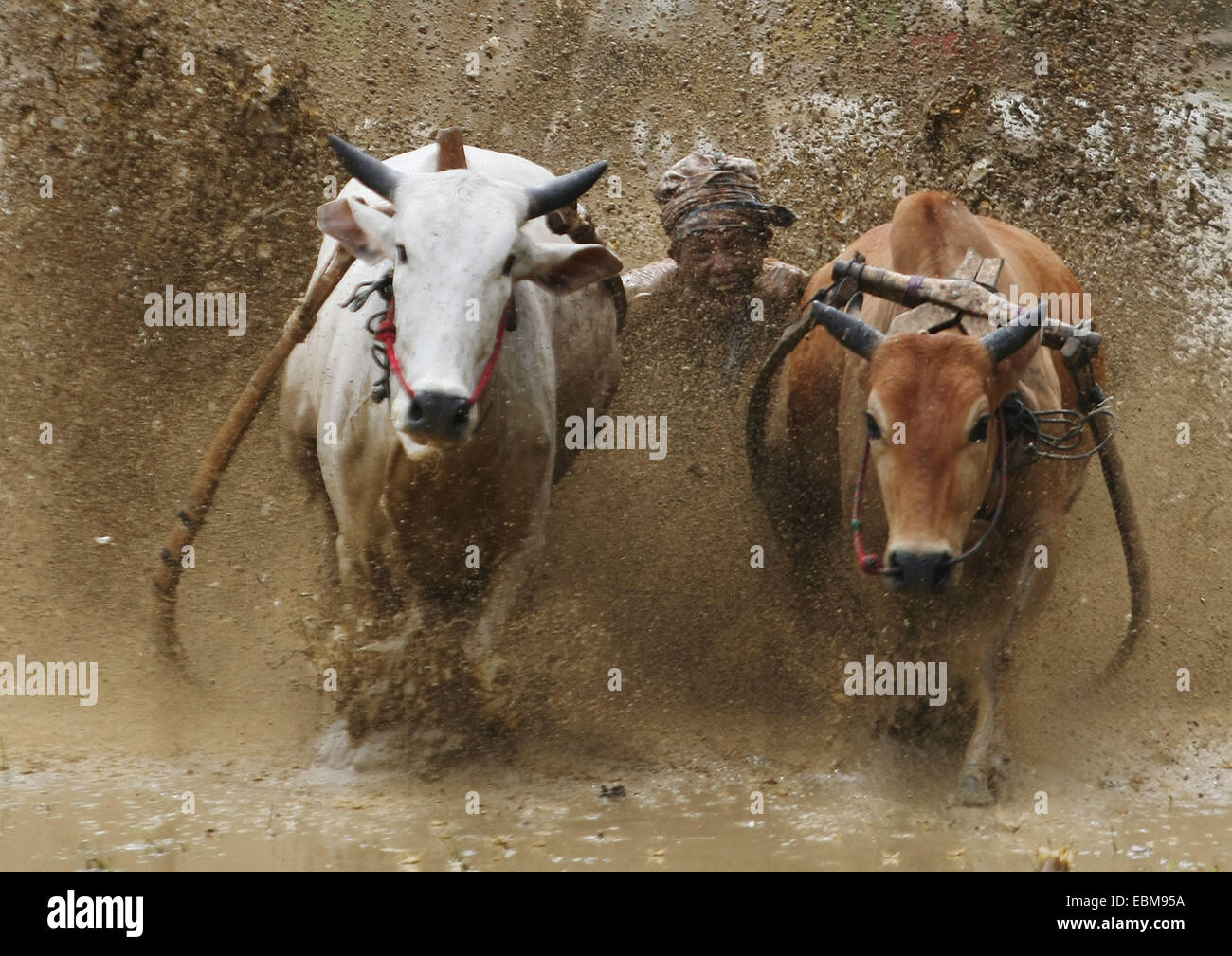 Mud sled race tradition hi-res stock photography and images - Alamy