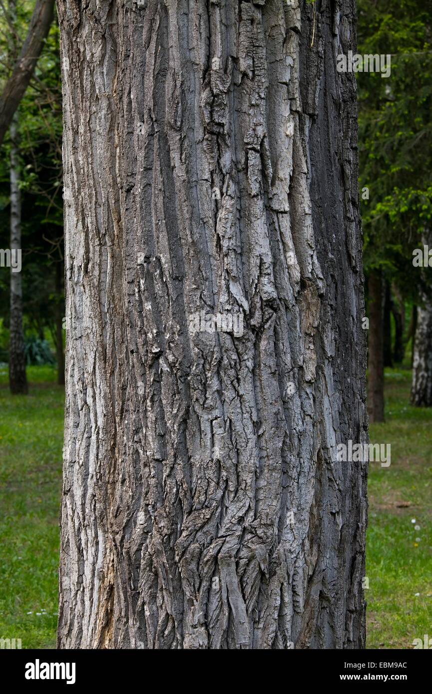 Wide tree trunk hi-res stock photography and images - Alamy