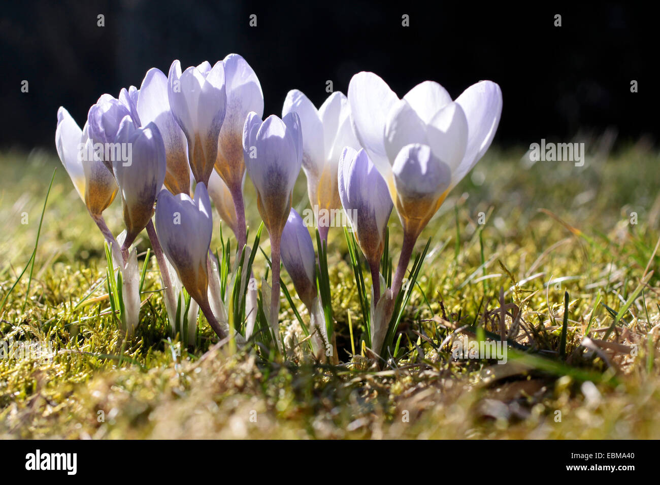 Crocus blossoms on meadow in the spring time Stock Photo - Alamy