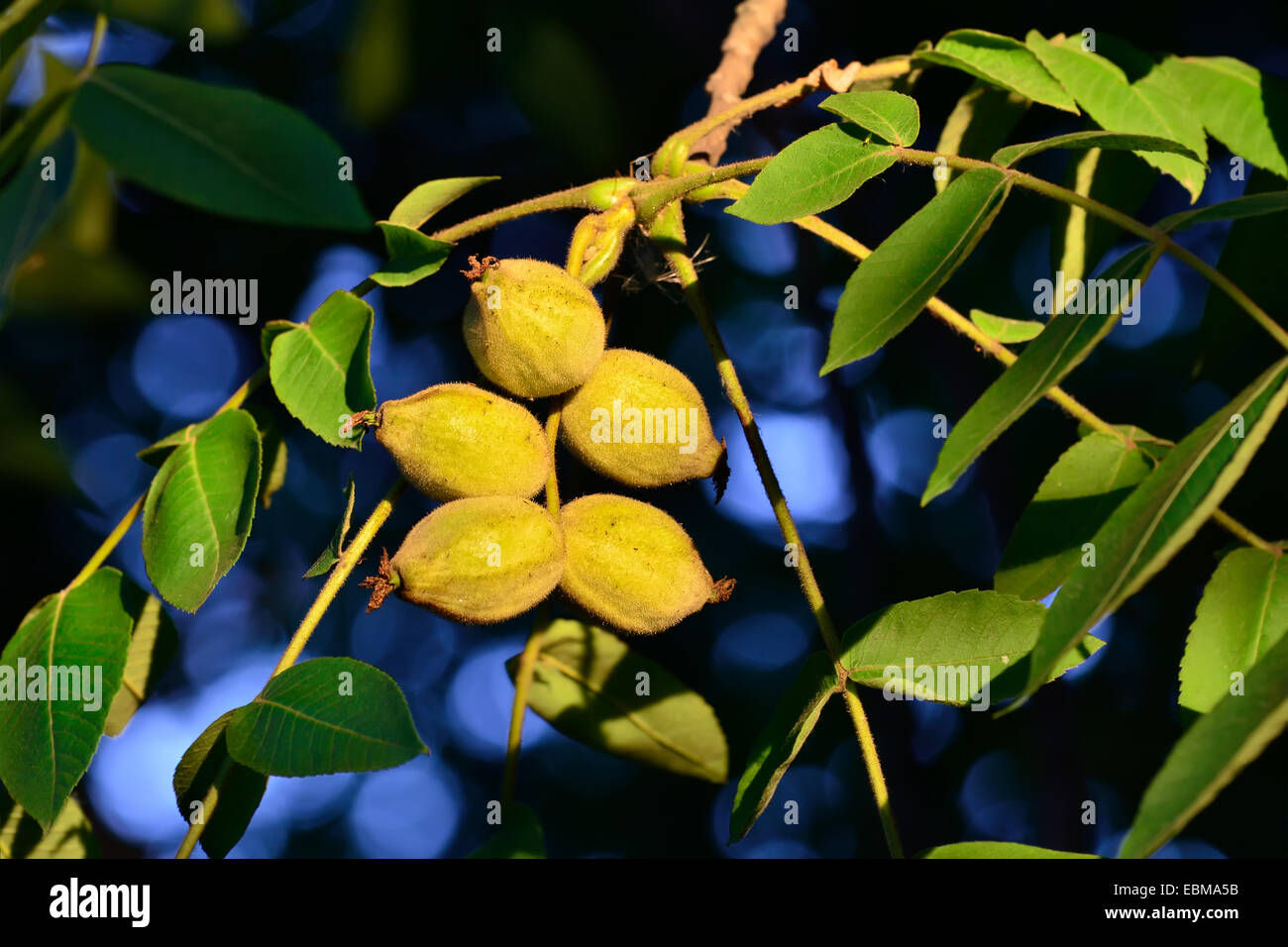Fruits of a walnut tree close up Stock Photo - Alamy