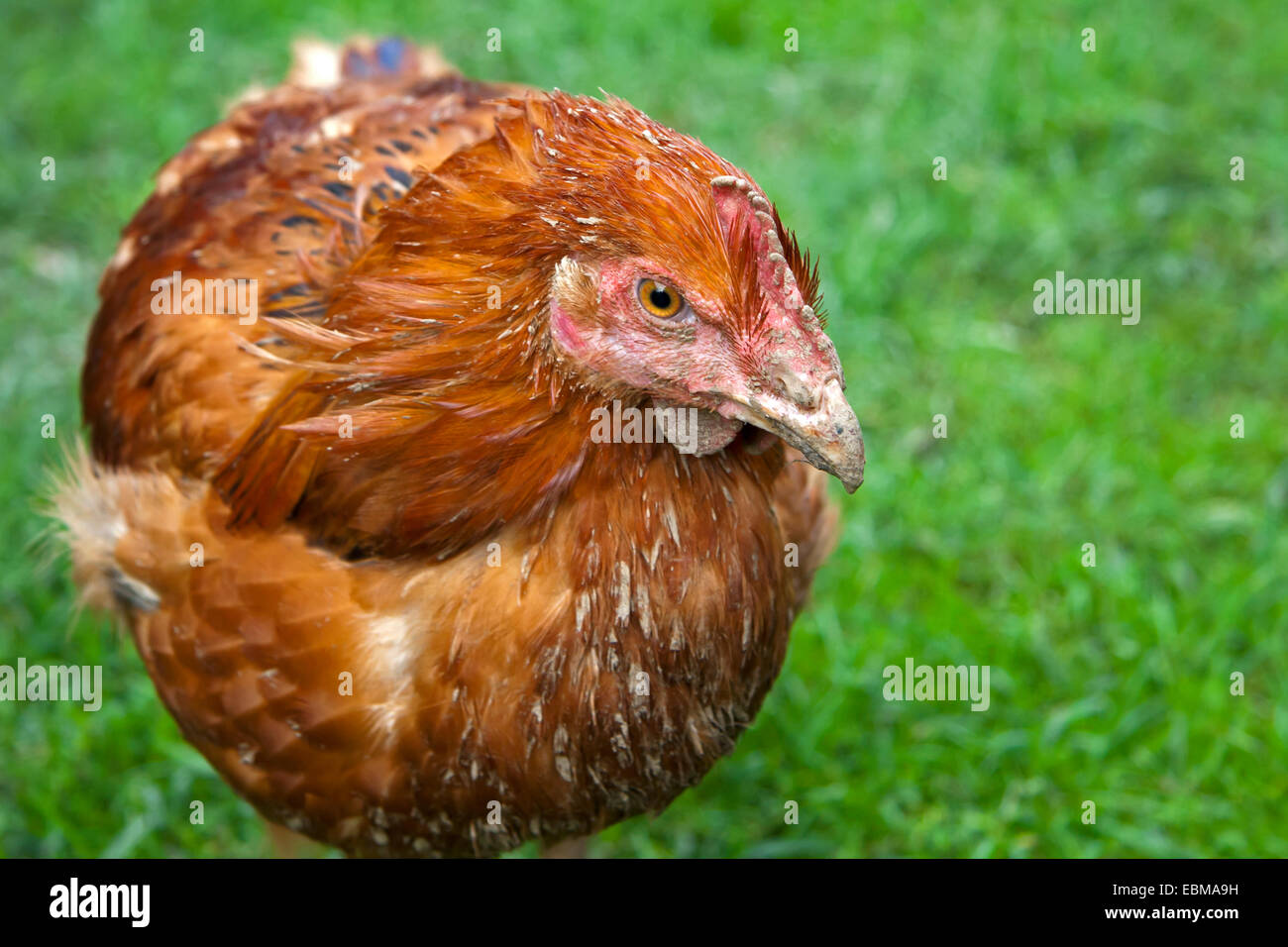 Chicken closeup bird hi-res stock photography and images - Alamy