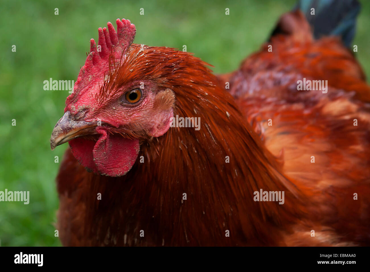 Hen bird hi-res stock photography and images - Alamy