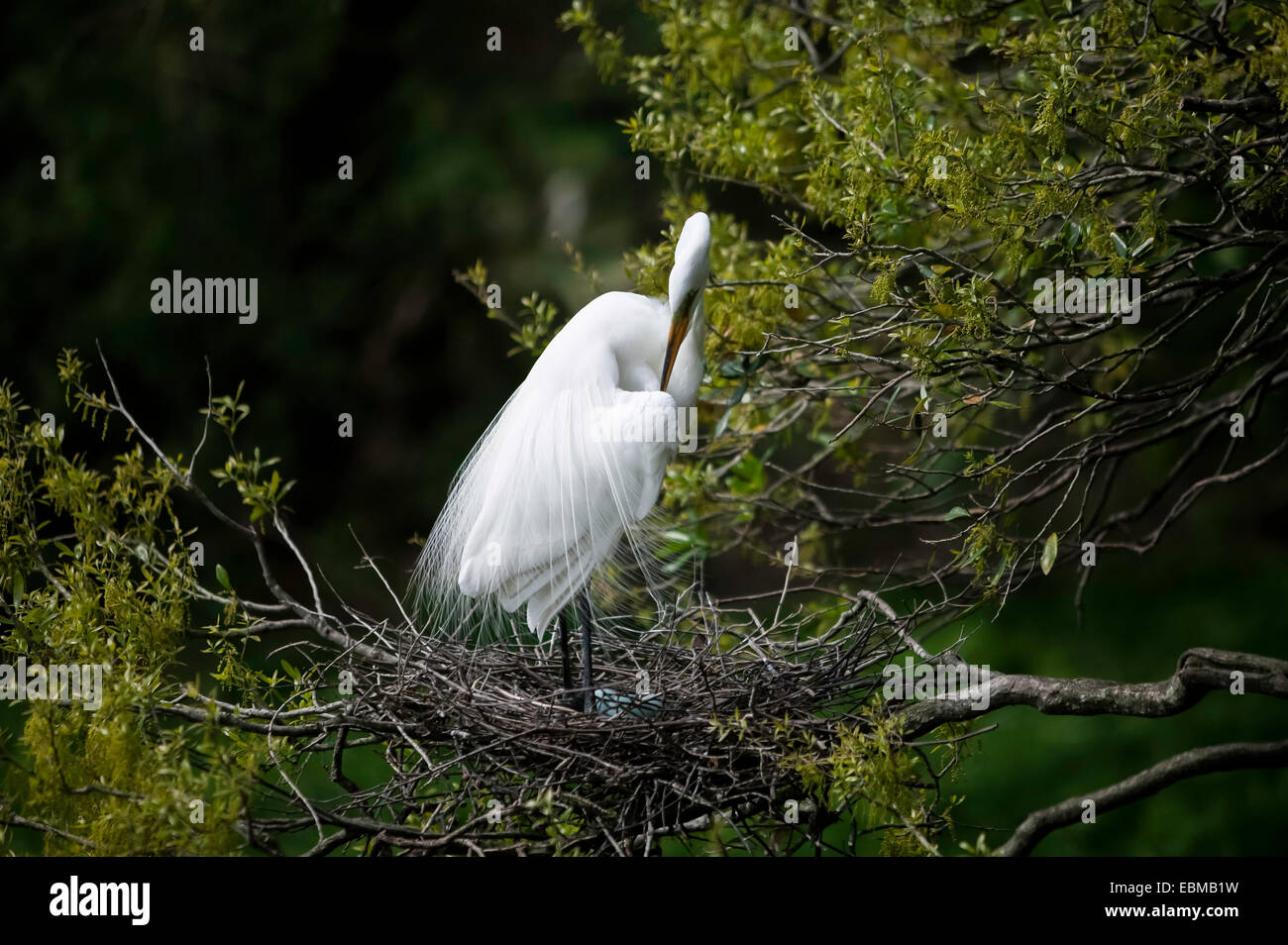 Great Egret with breeding plumage standing and preening on stick nest ...