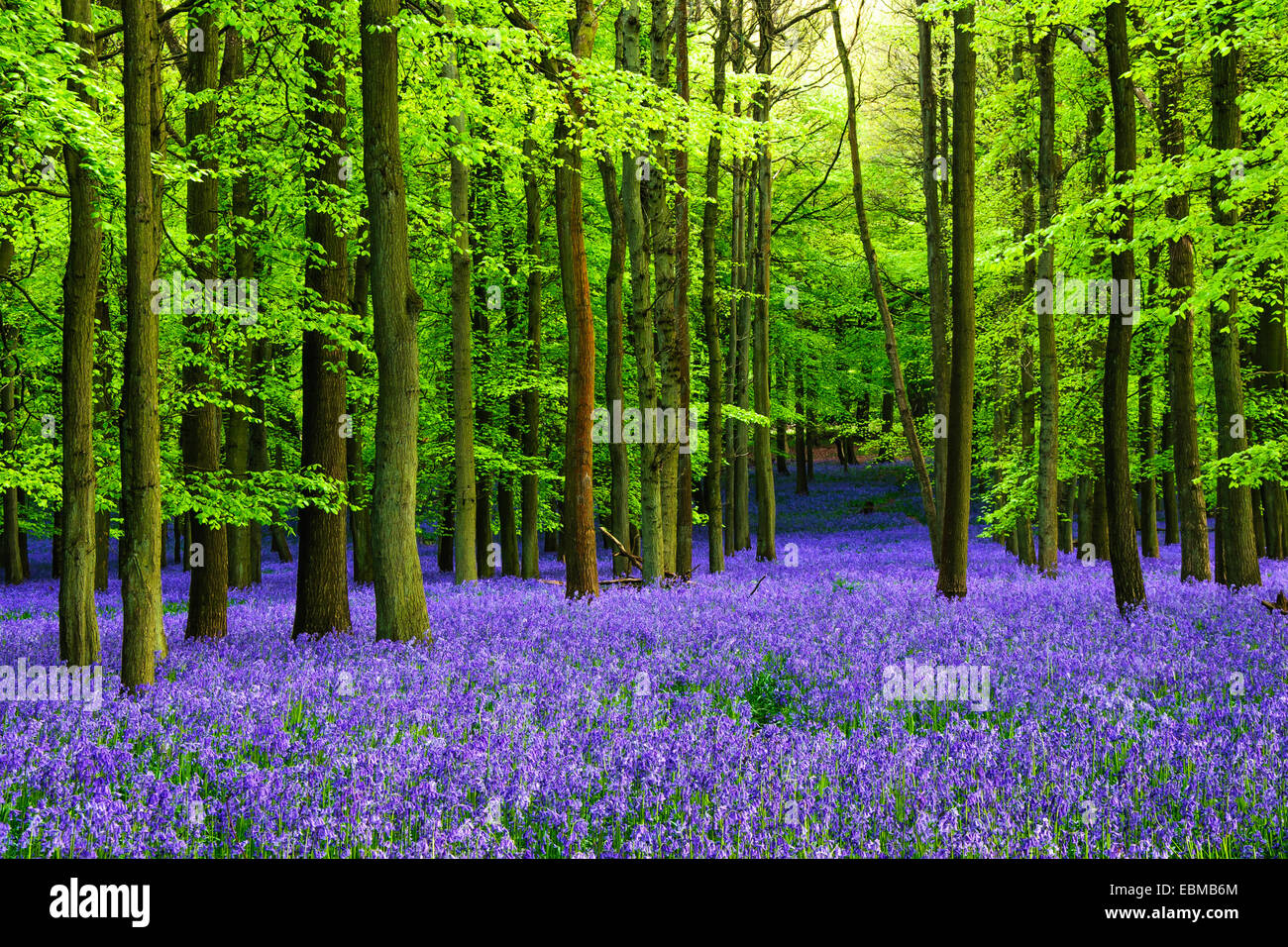 Bluebells in Dockey Wood, Berkhamsted, Buckinghamshire Stock Photo - Alamy