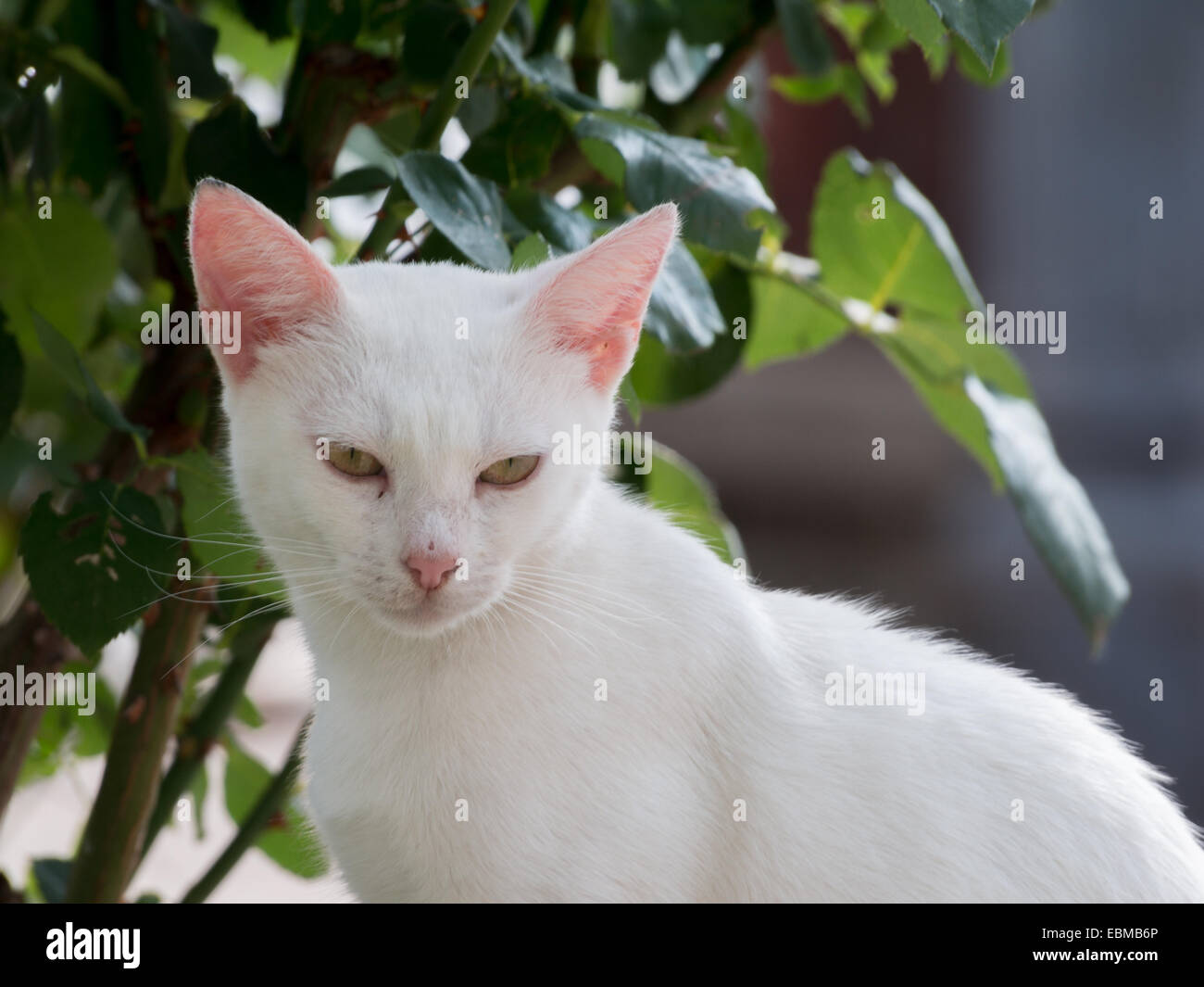 White cat head close up Stock Photo - Alamy