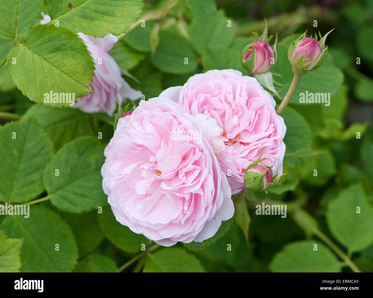 English mayor hi-res stock photography and images - Alamy