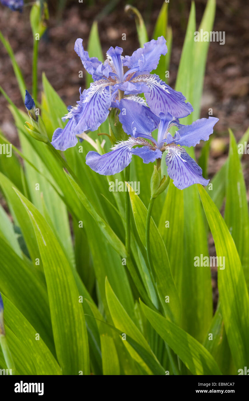 Roof iris hi-res stock photography and images - Alamy