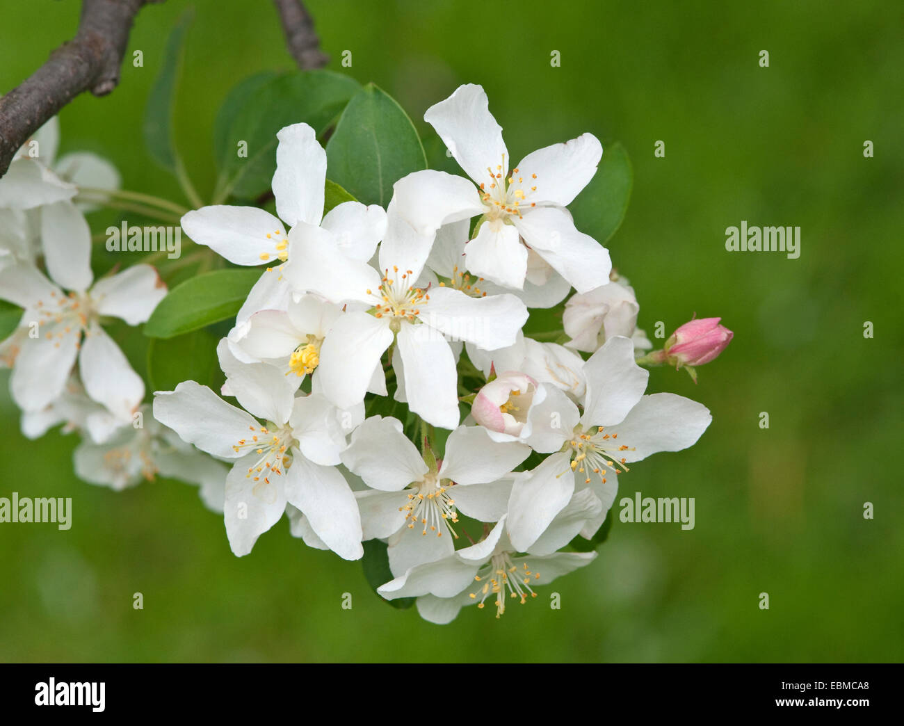 MALUS "WHITE ANGEL Stock Photo - Alamy