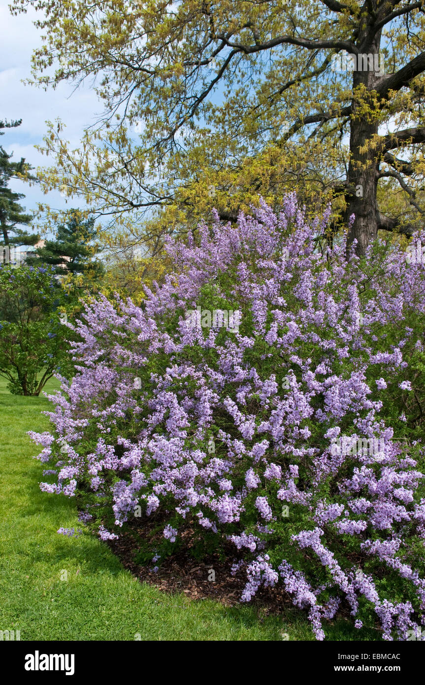 CUTLEAF LILAC - SYRINGA X LACINIATA Stock Photo - Alamy