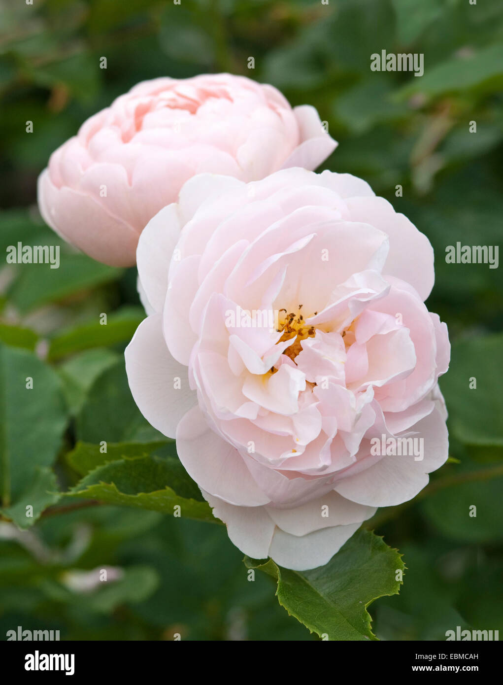 Shrub Rose - Rosa "The Shepherdess Stock Photo - Alamy