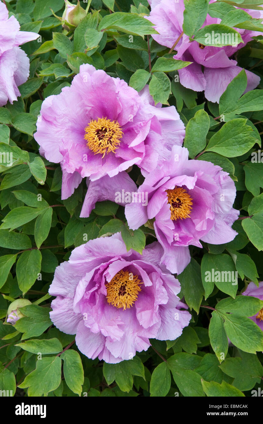 SINGLE TREE PEONY - PAEONIA OSTII 'PINK PHOENIX' Stock Photo - Alamy