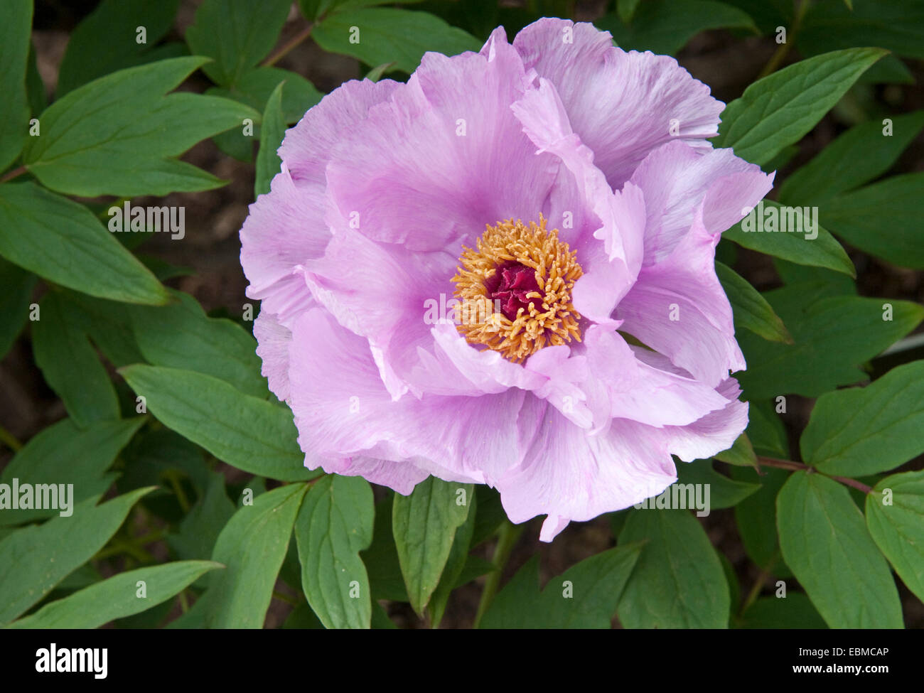 SINGLE TREE PEONY - PAEONIA OSTII 'PINK PHOENIX' Stock Photo - Alamy