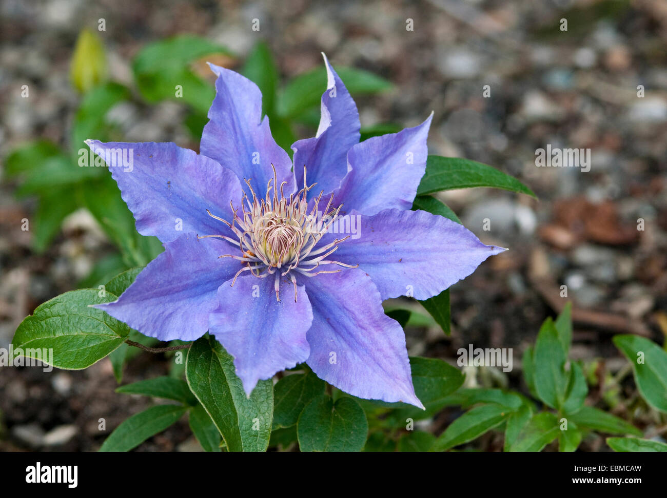 Clematis bijou hi-res stock photography and images - Alamy