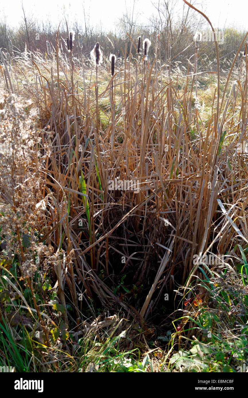 cattails on a wilderness Stock Photo - Alamy