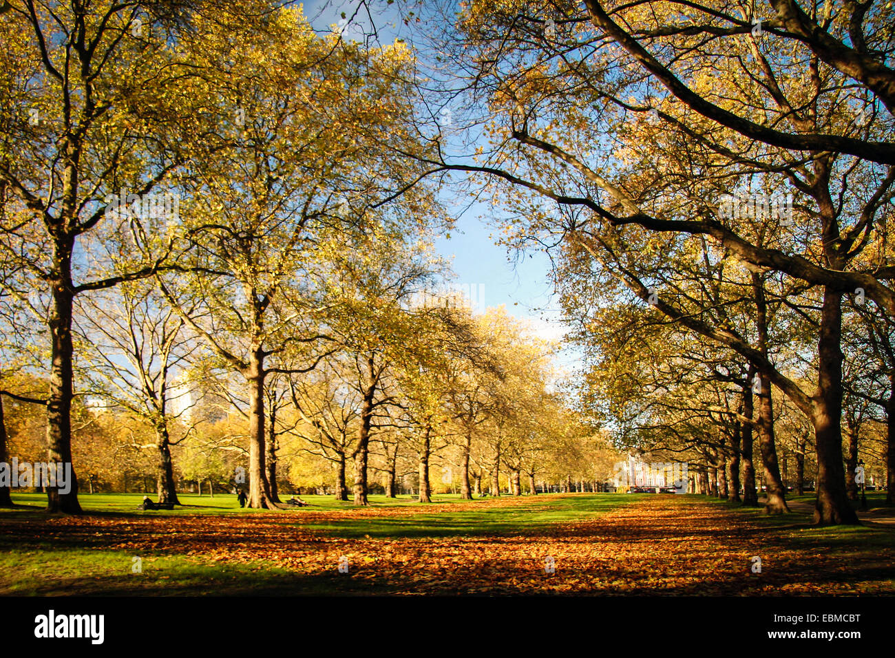 Trees in a park, London, England Stock Photo - Alamy