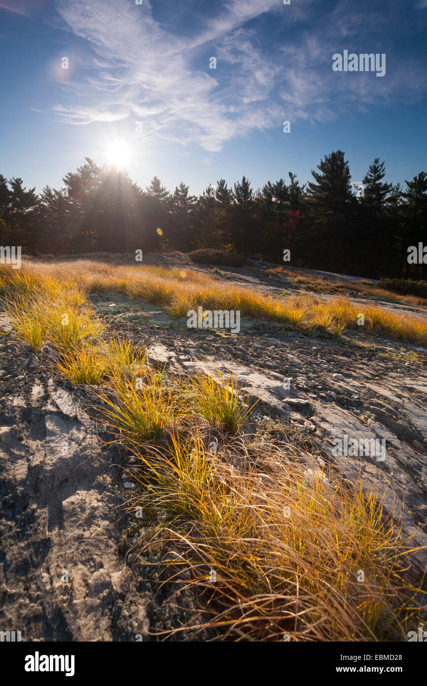 Grasses growing from the rocky quartzite landscape. Killarney ...