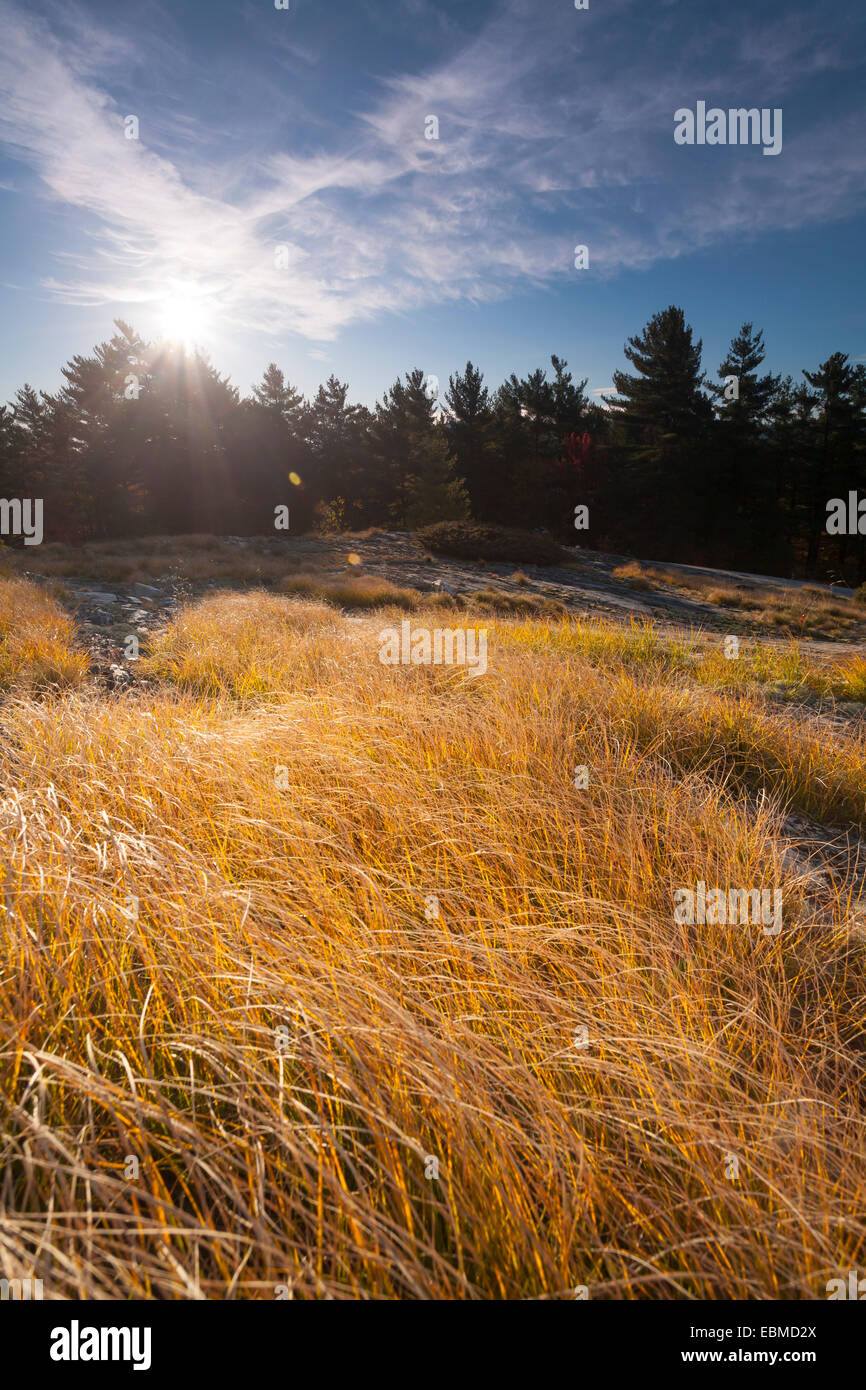 Grasses growing from the rocky quartzite landscape. Killarney ...