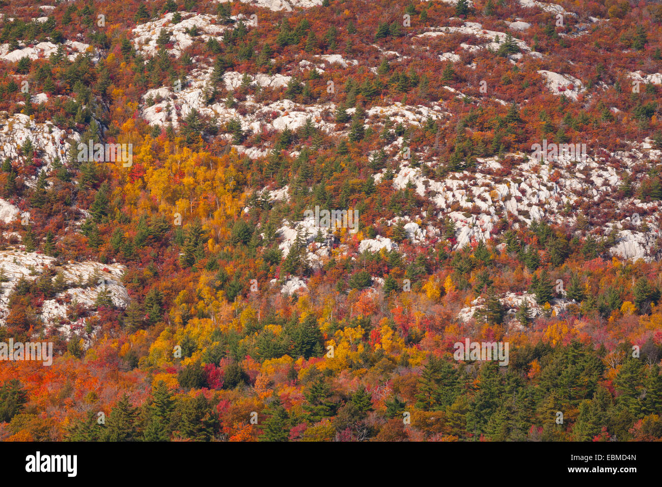 Trees displaying their peak colour during autumn. The South La Cloche ...