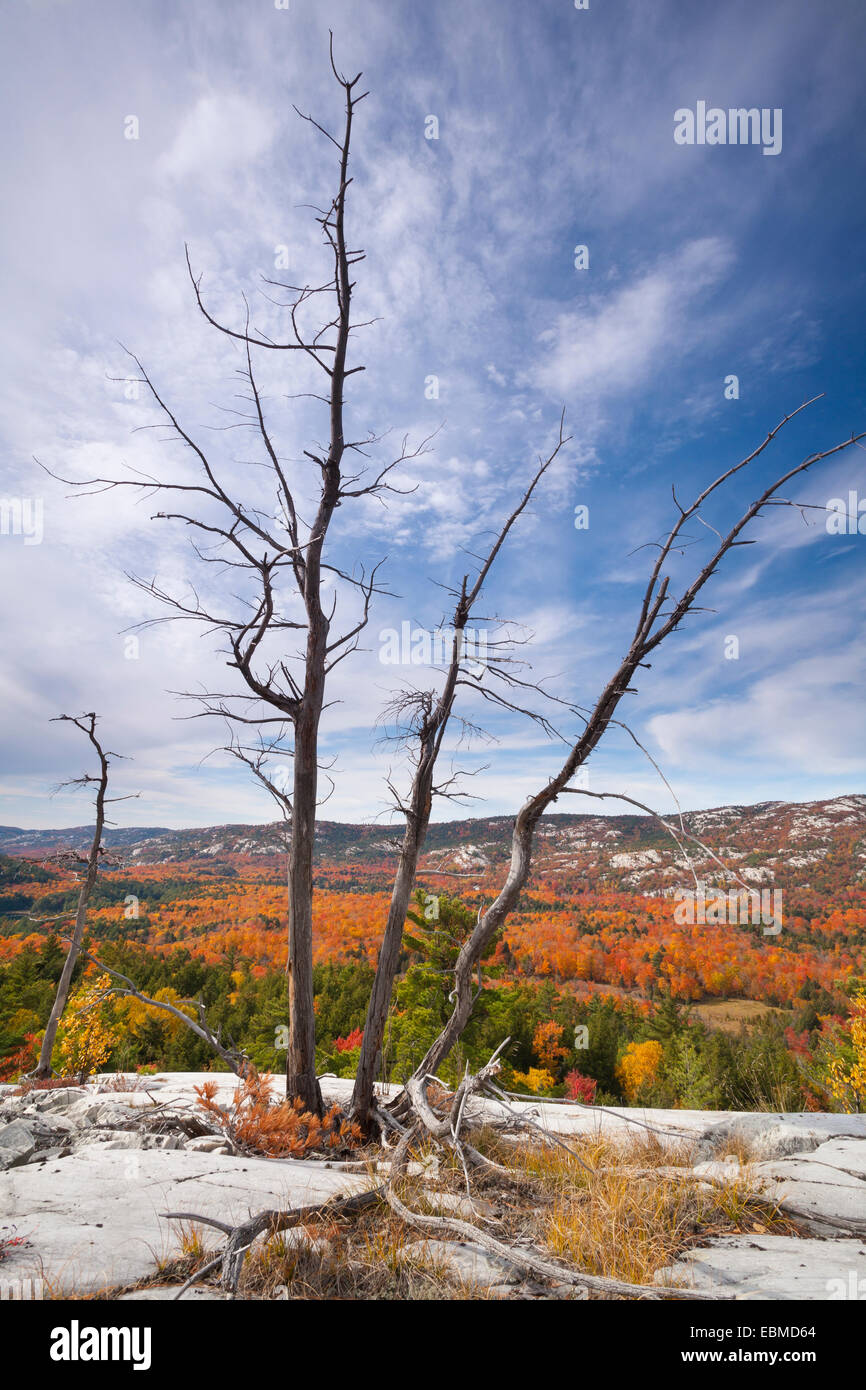 A dead tree on a cliff edge overlooking peak colour in the South La ...