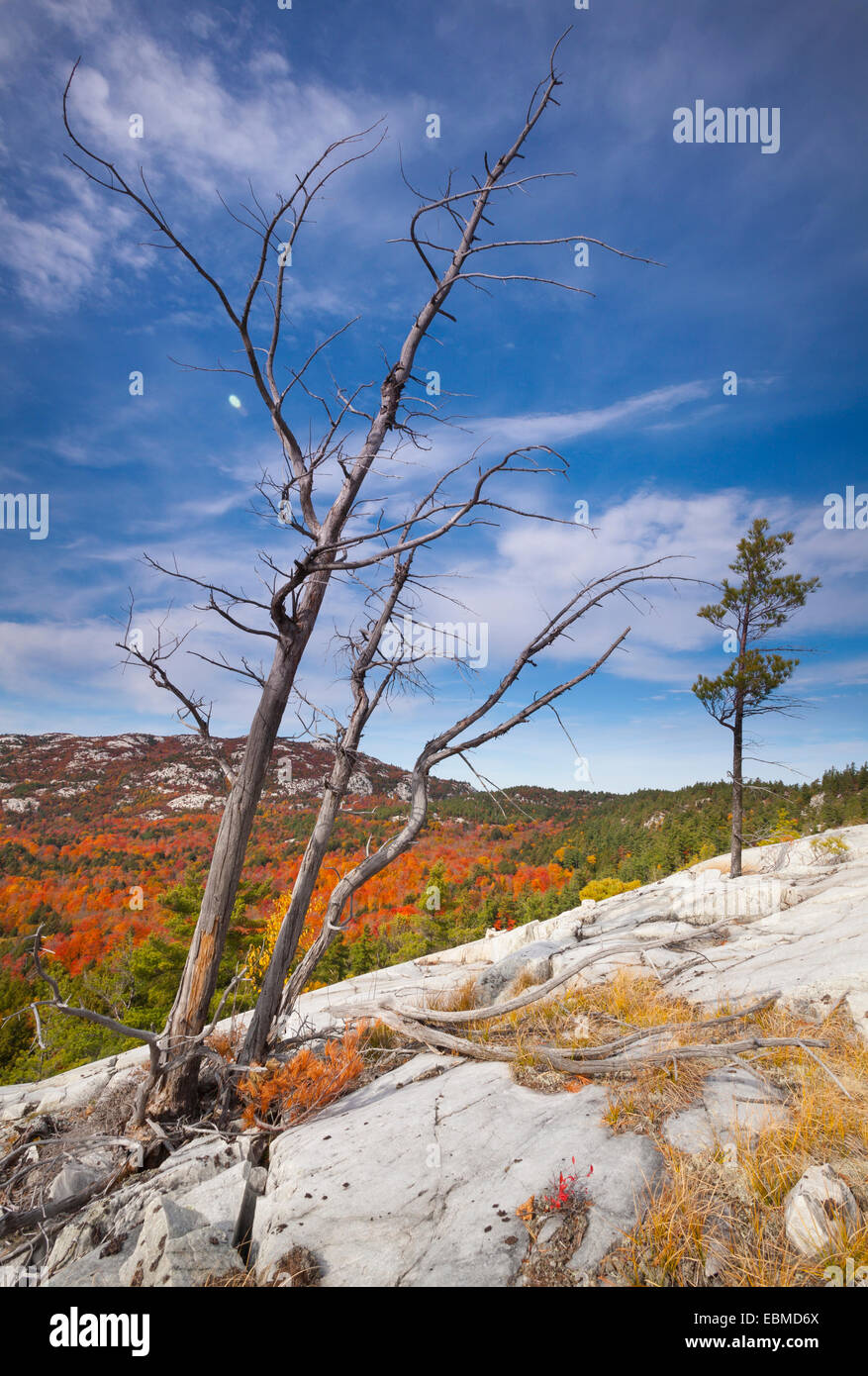 A dead tree on a cliff edge overlooking peak colour in the South La ...
