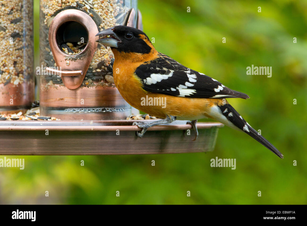 Black-headed Grosbeak (Pheucticus melanocephalus) male perched on a ...