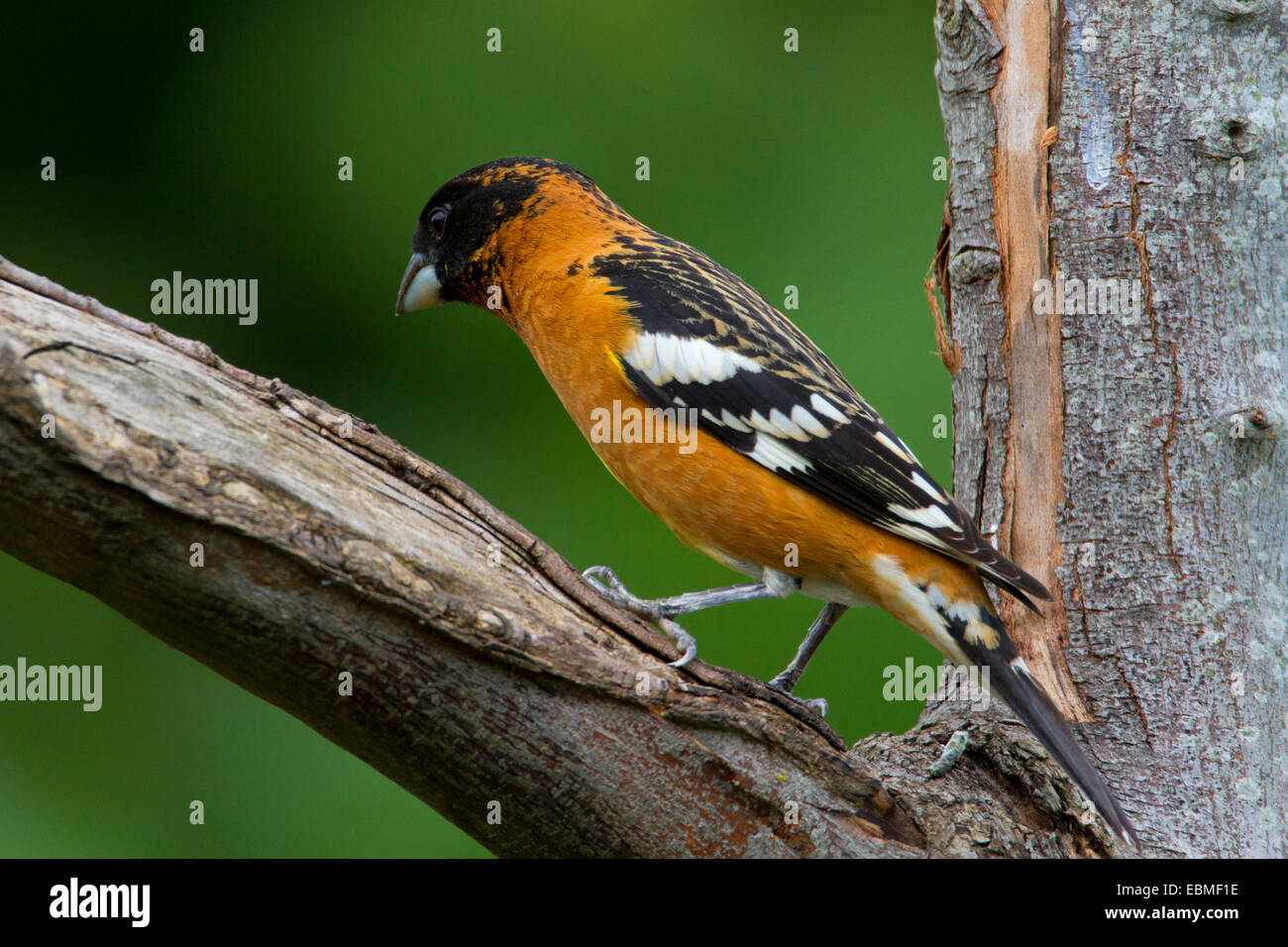 Black-headed Grosbeak (Pheucticus melanocephalus) male perched on a ...