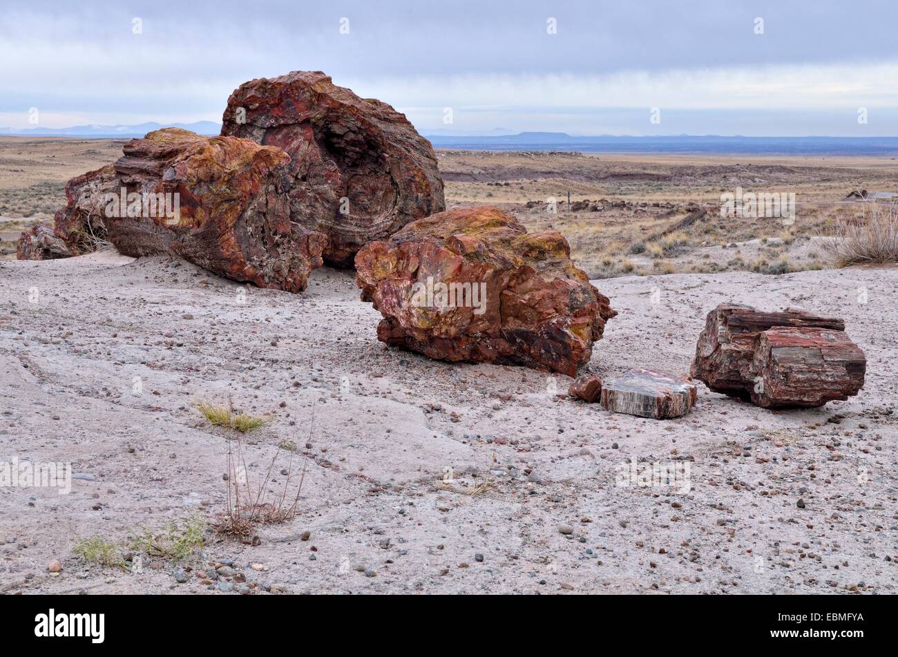 Petrified tree trunks, Giant Logs, Petrified Forest National Park ...